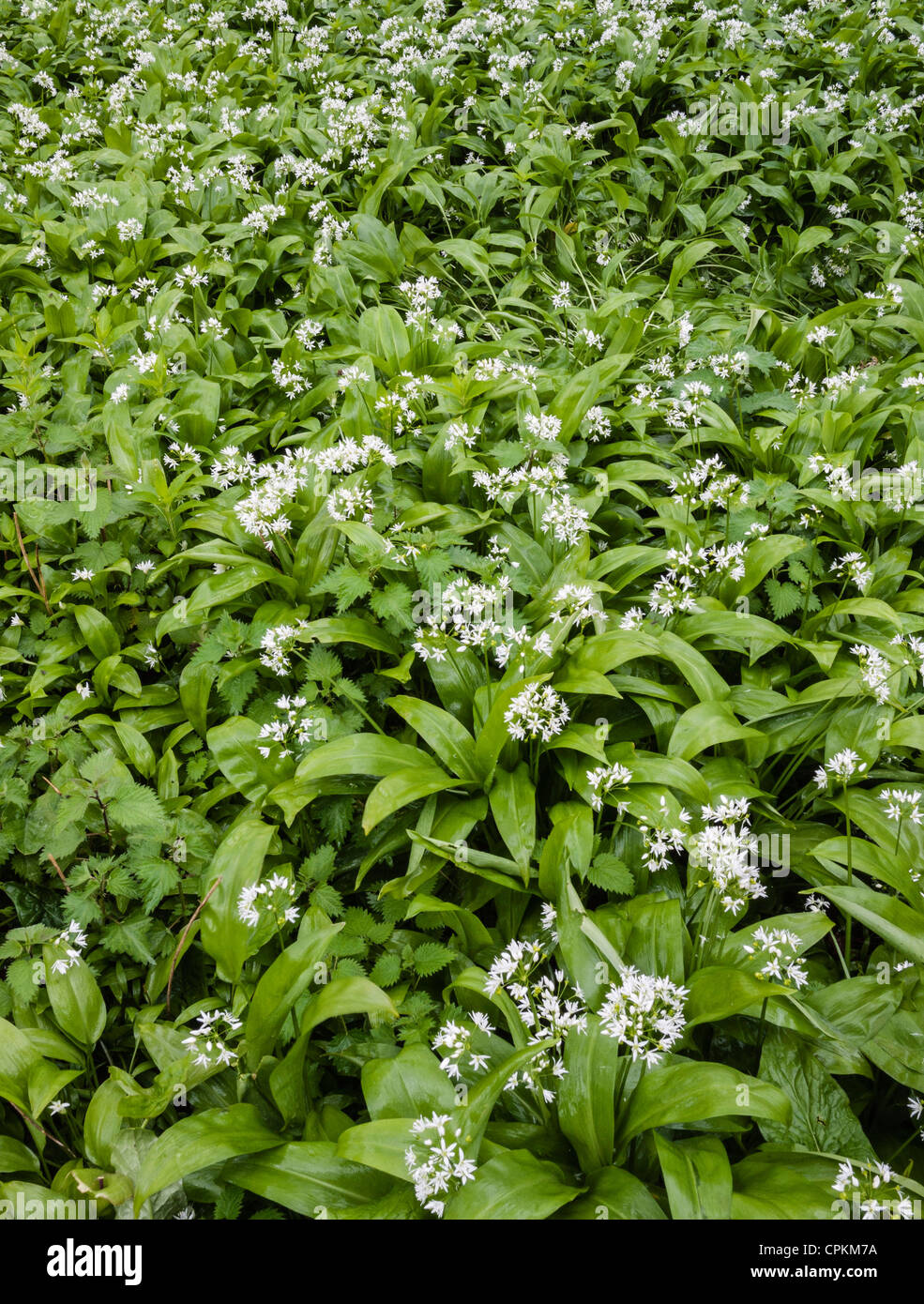 Ramsons, Wild Garlic, (Allium ursinum), flowering and growing wild in ...