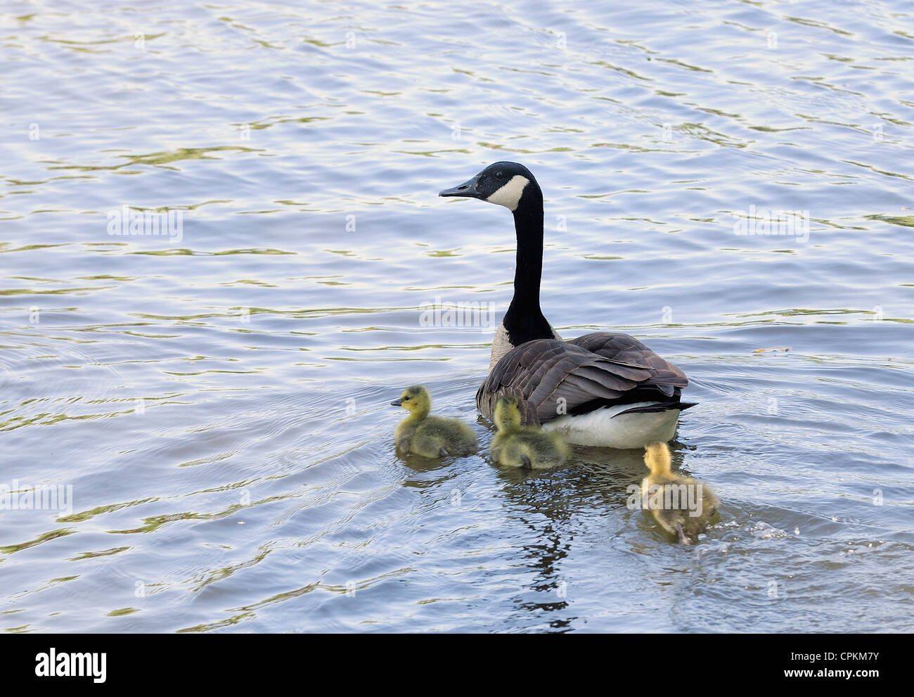 Female Canadian Goose swimming on river with her newborn chicks Stock ...