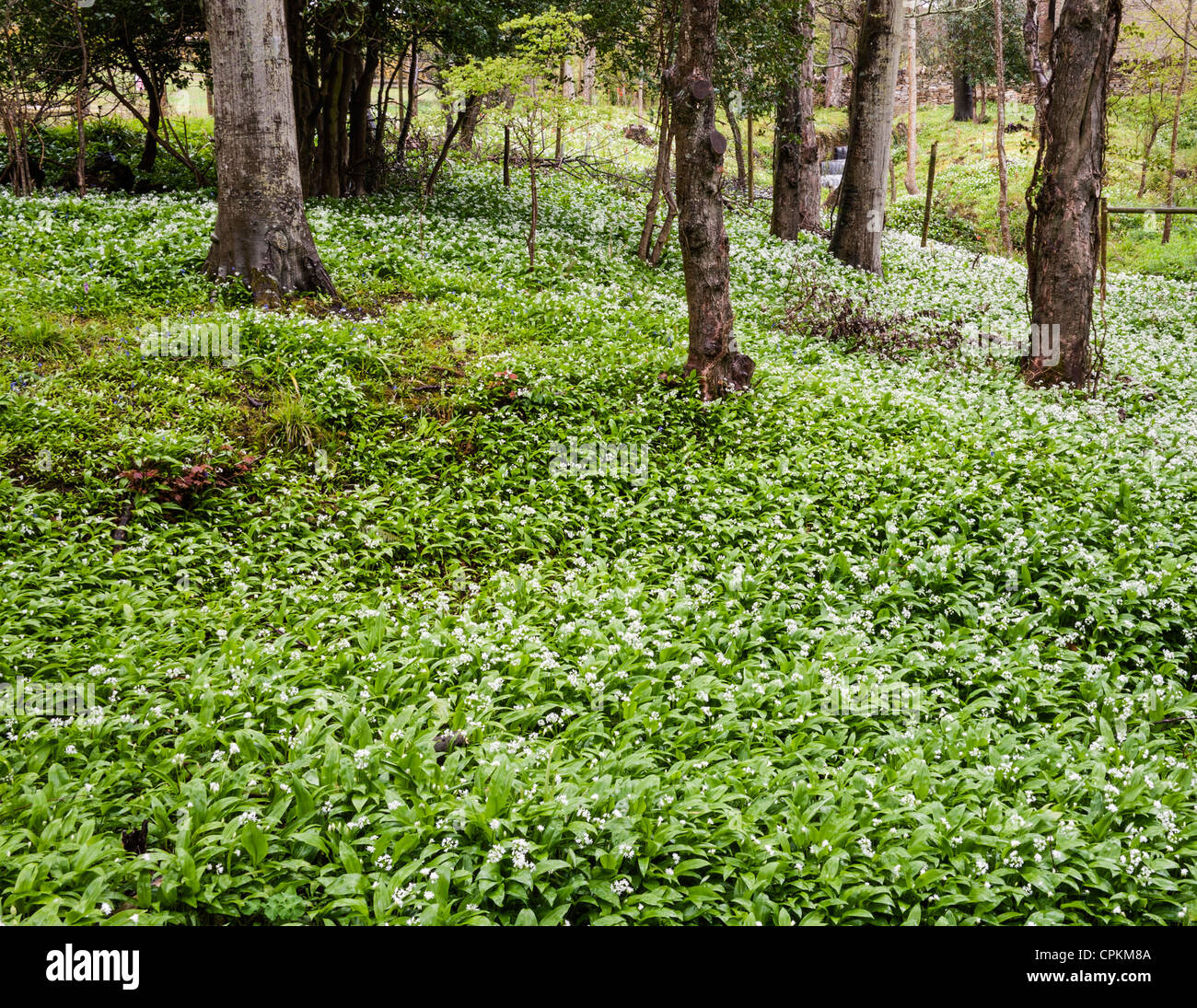 Ramsons, Wild Garlic, (Allium ursinum), flowering and growing wild in ...