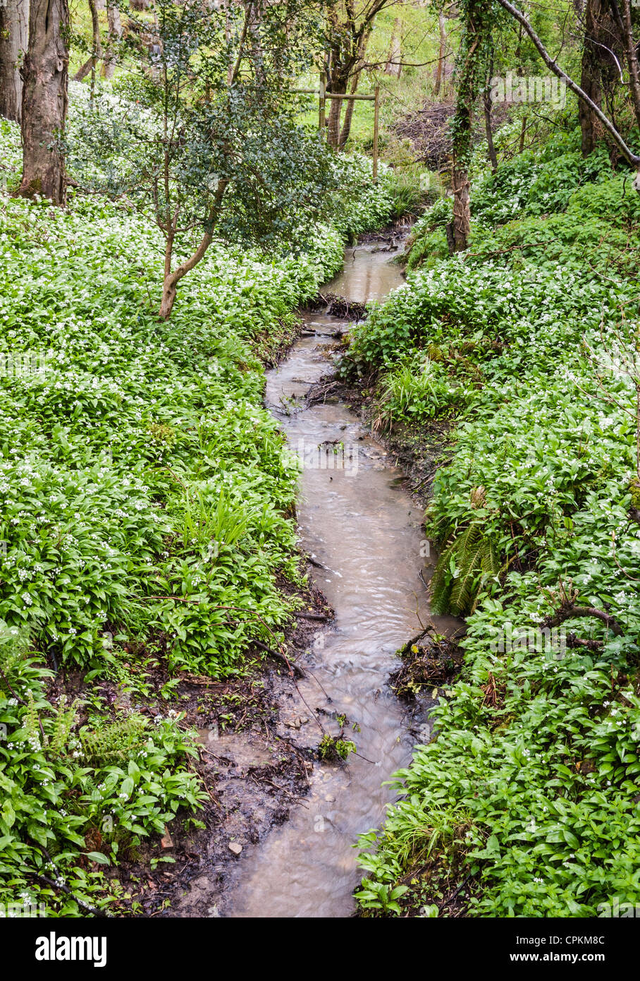 Perennial stream hi-res stock photography and images - Alamy