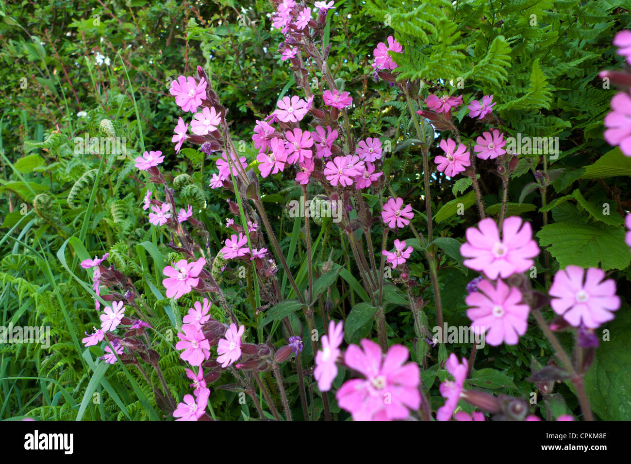 Red campion wildflowers growing in a hedgerow in West Wales UK in ...