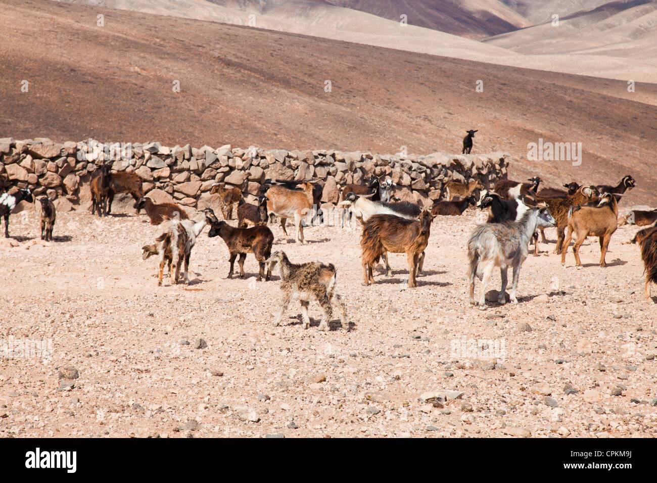 Spain canary islands goat herd hi-res stock photography and images - Alamy