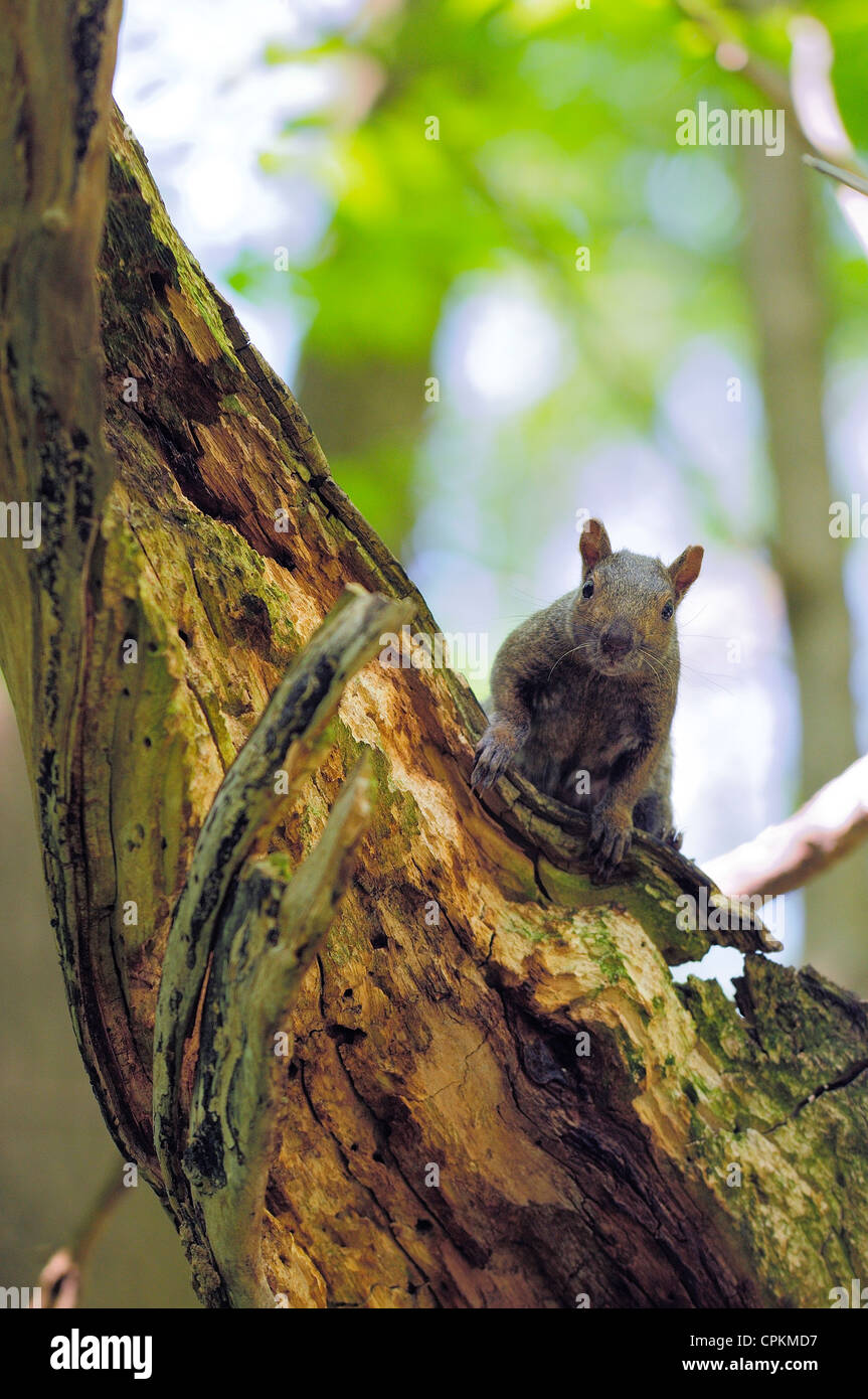 Tree squirrel perch hi-res stock photography and images - Alamy