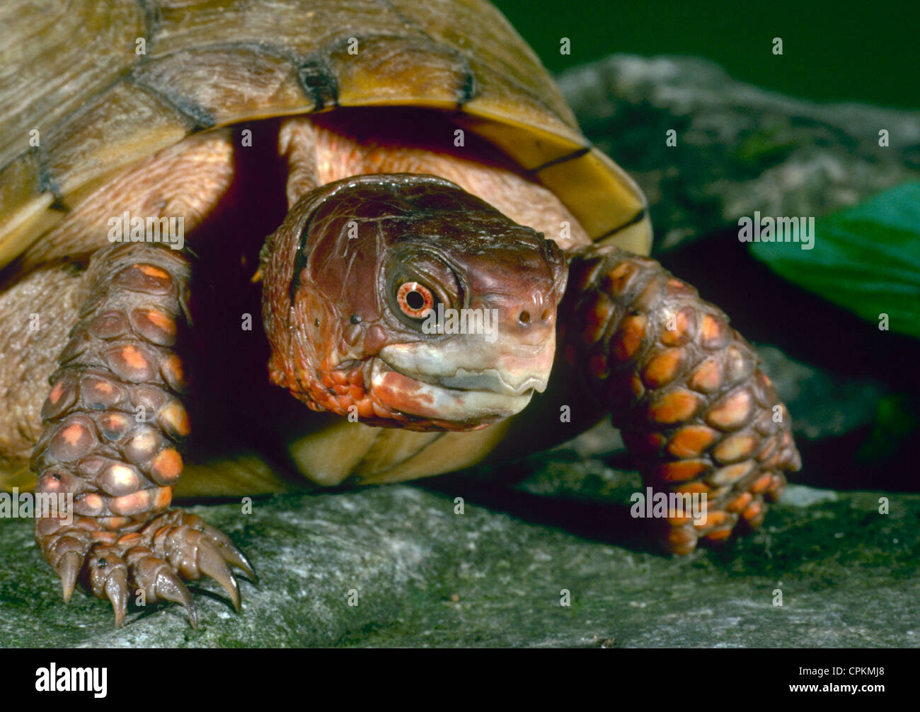 Closeup of expressive Three-Toed Box turtle (Terrapene carolina ...