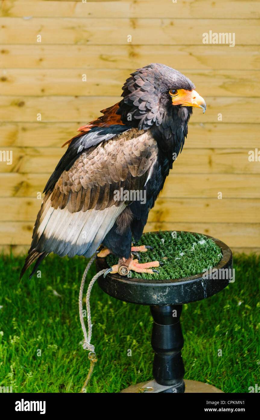 Bateleur Eagle Falconry
