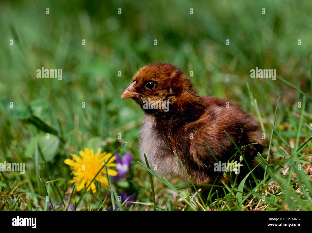 Buff Orpington Chicks High Resolution Stock Photography and Images - Alamy