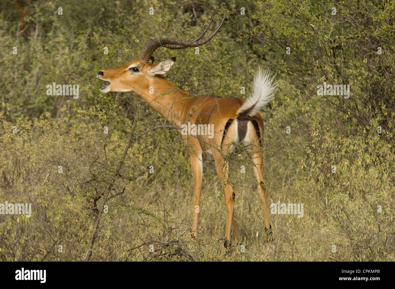 Impala buck with tail raised and making sounds-territorial behavior ...