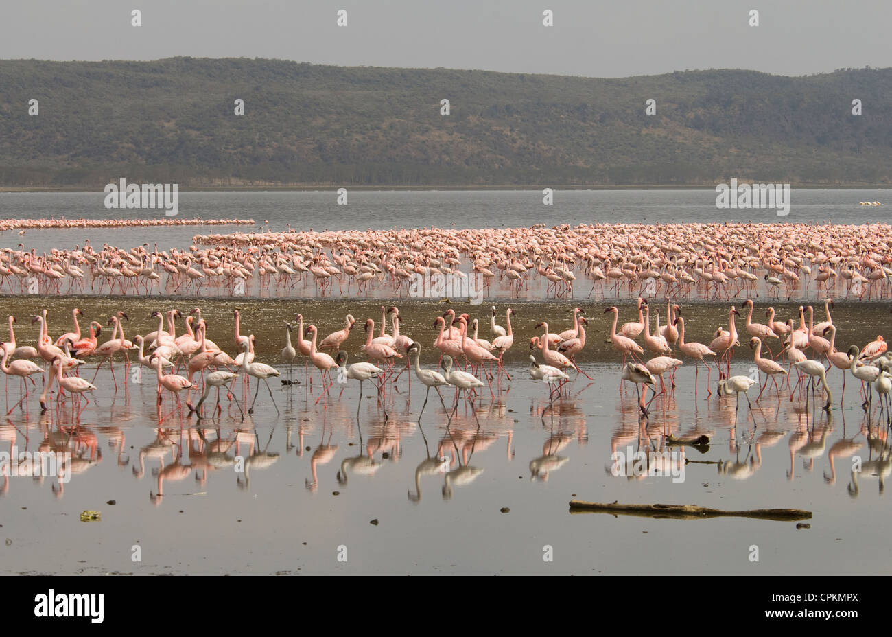 Lesser flamingos hi-res stock photography and images - Alamy