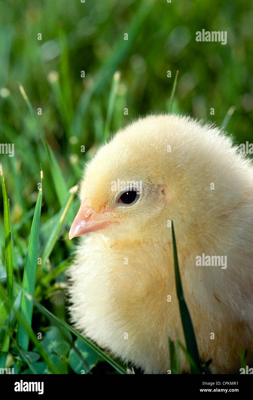 Rhode island red chick hi-res stock photography and images - Alamy