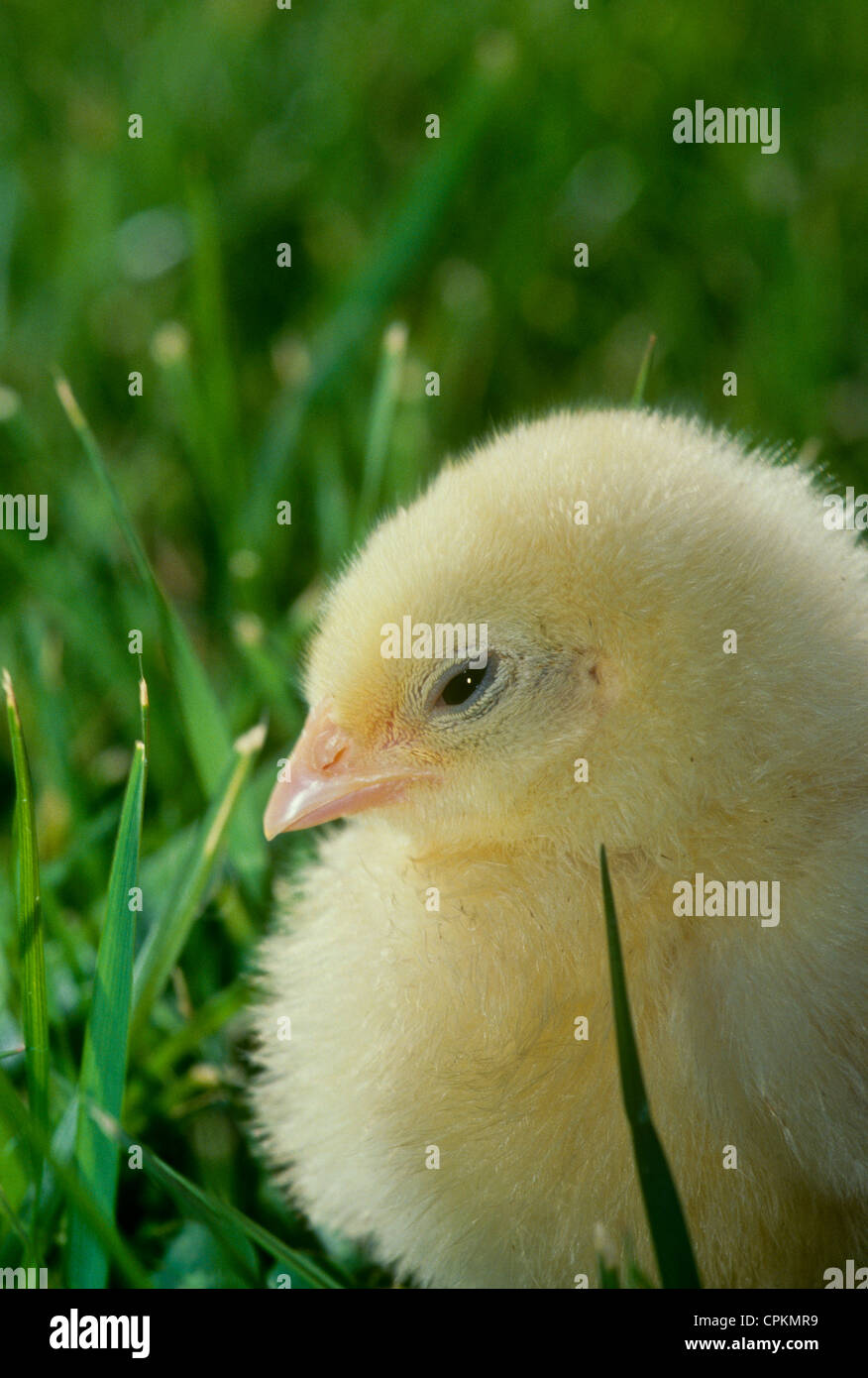 Sleepy Rhode Island Red chick in grass, Maine USA Stock Photo - Alamy