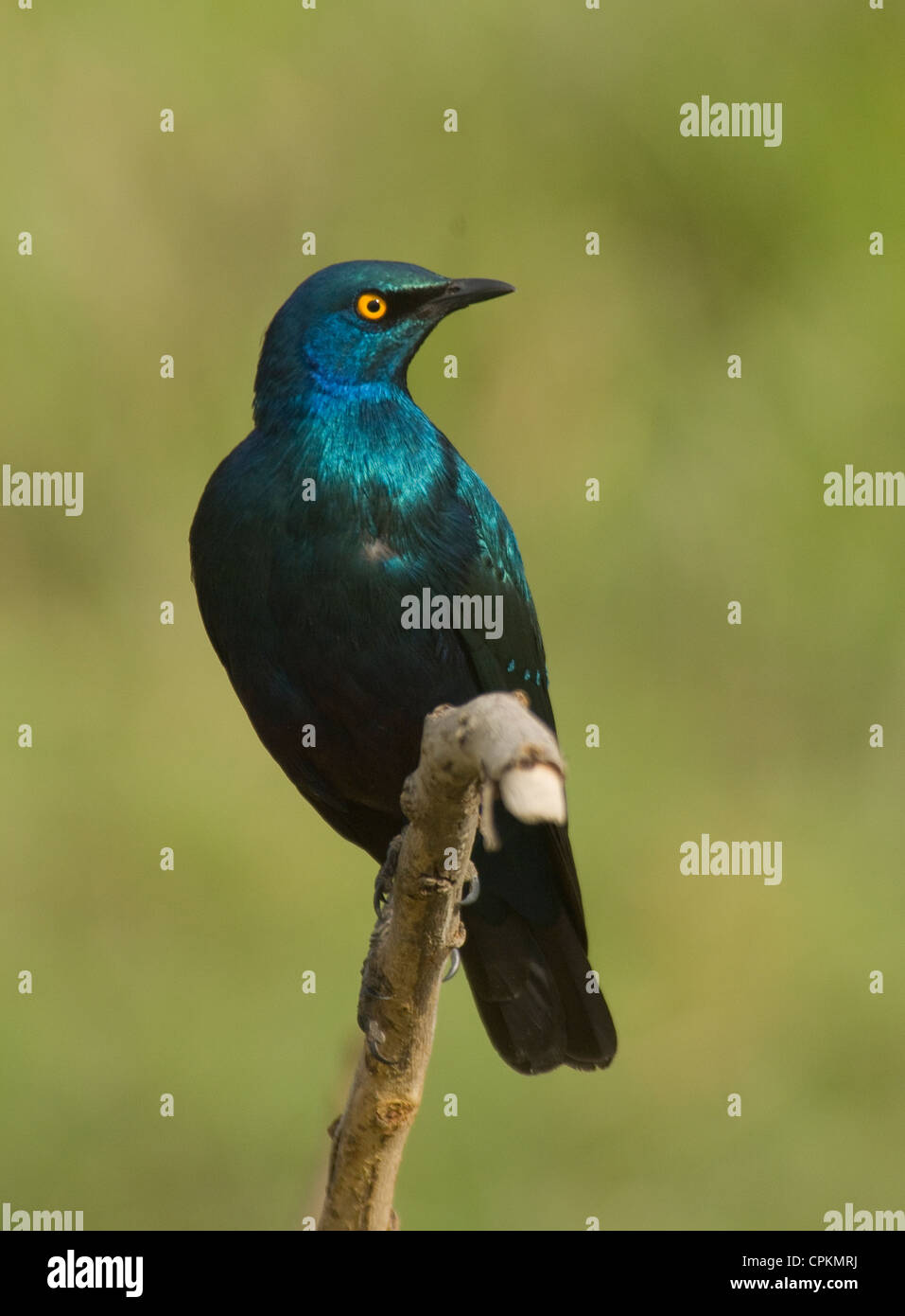 Brilliant starling hi-res stock photography and images - Alamy