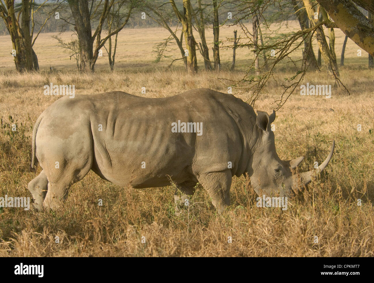 White rhino grazing Stock Photo - Alamy