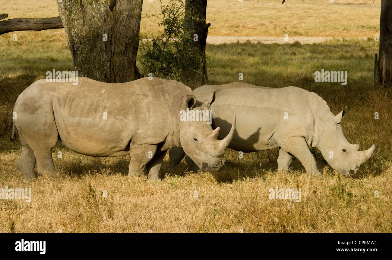 Two white rhinos grazing Stock Photo - Alamy
