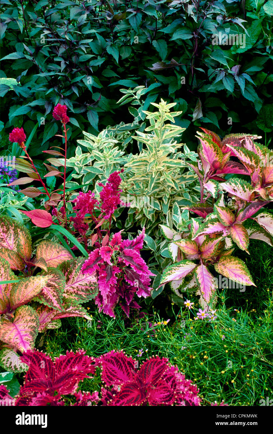 Mixed Coleus plants with euphorbia and decorative grasses for a ...