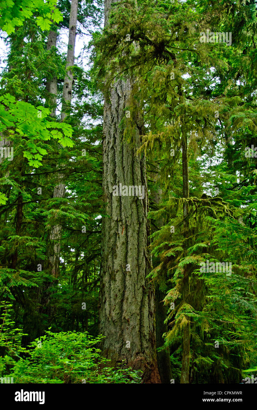 Towering douglas fir trees hi-res stock photography and images - Alamy