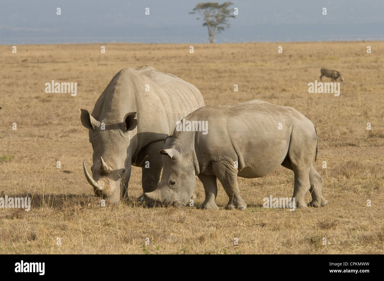 White rhino and young grazing Stock Photo - Alamy