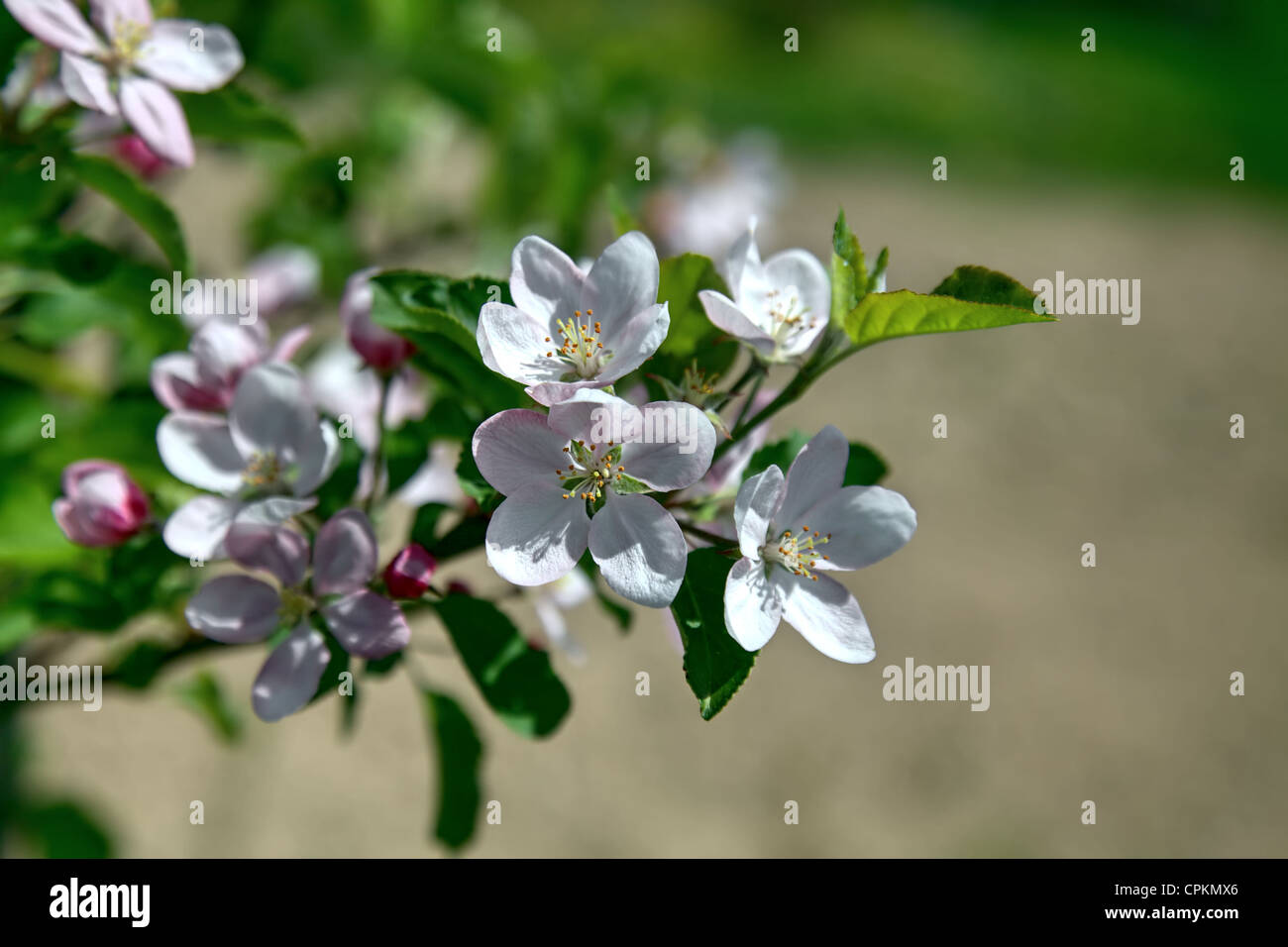 Beautiful apple flowers Stock Photo - Alamy