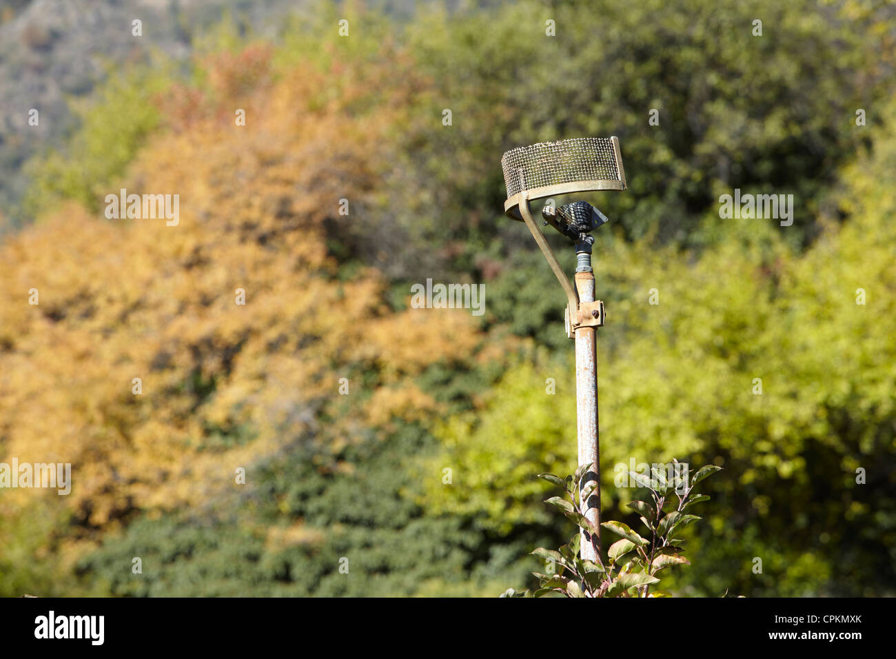 Irrigation water stand pipe, used to spray the intensively grown apple ...