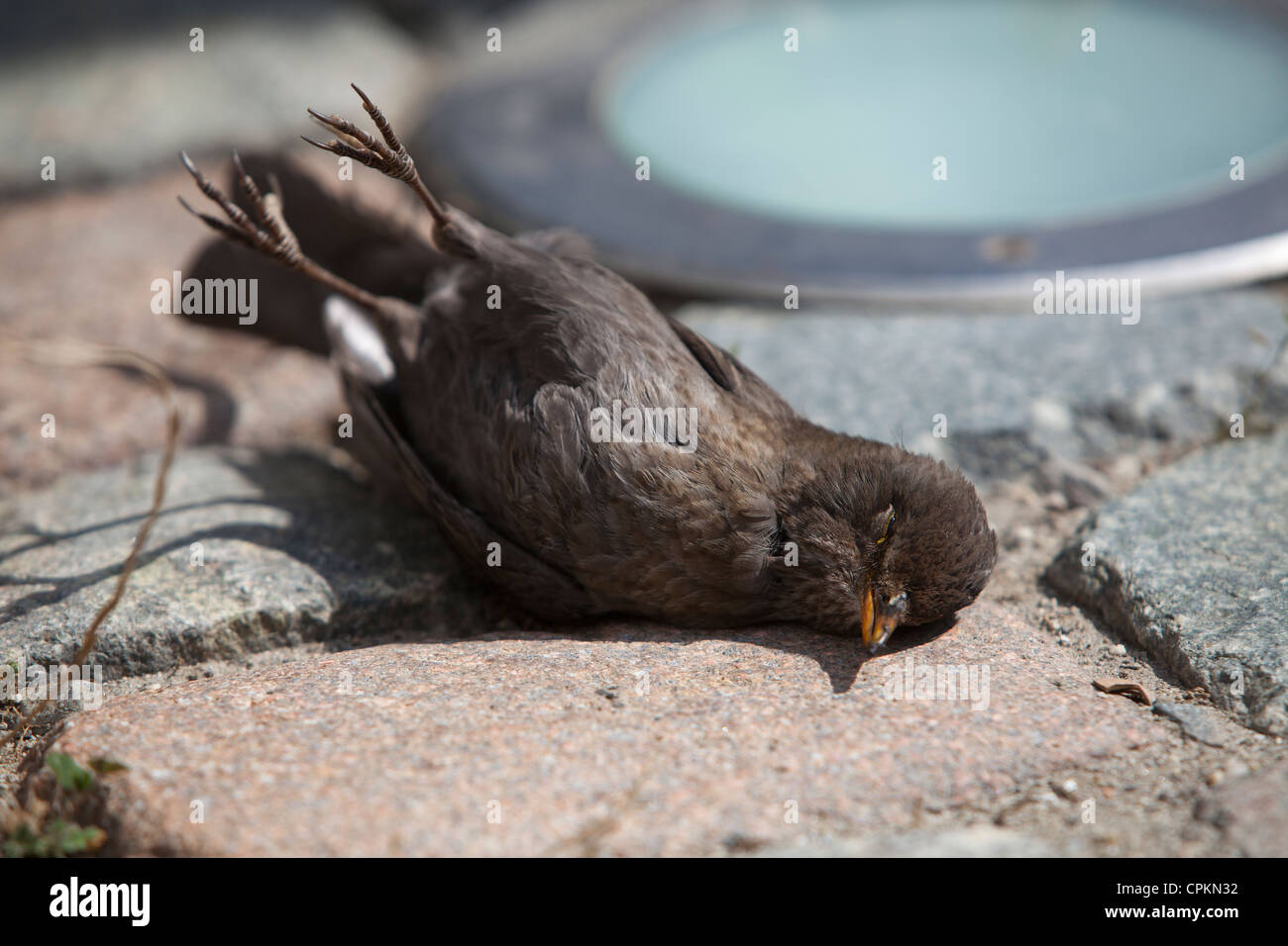 Dead blackbird, killed by a cat, Alps, Italy Stock Photo - Alamy