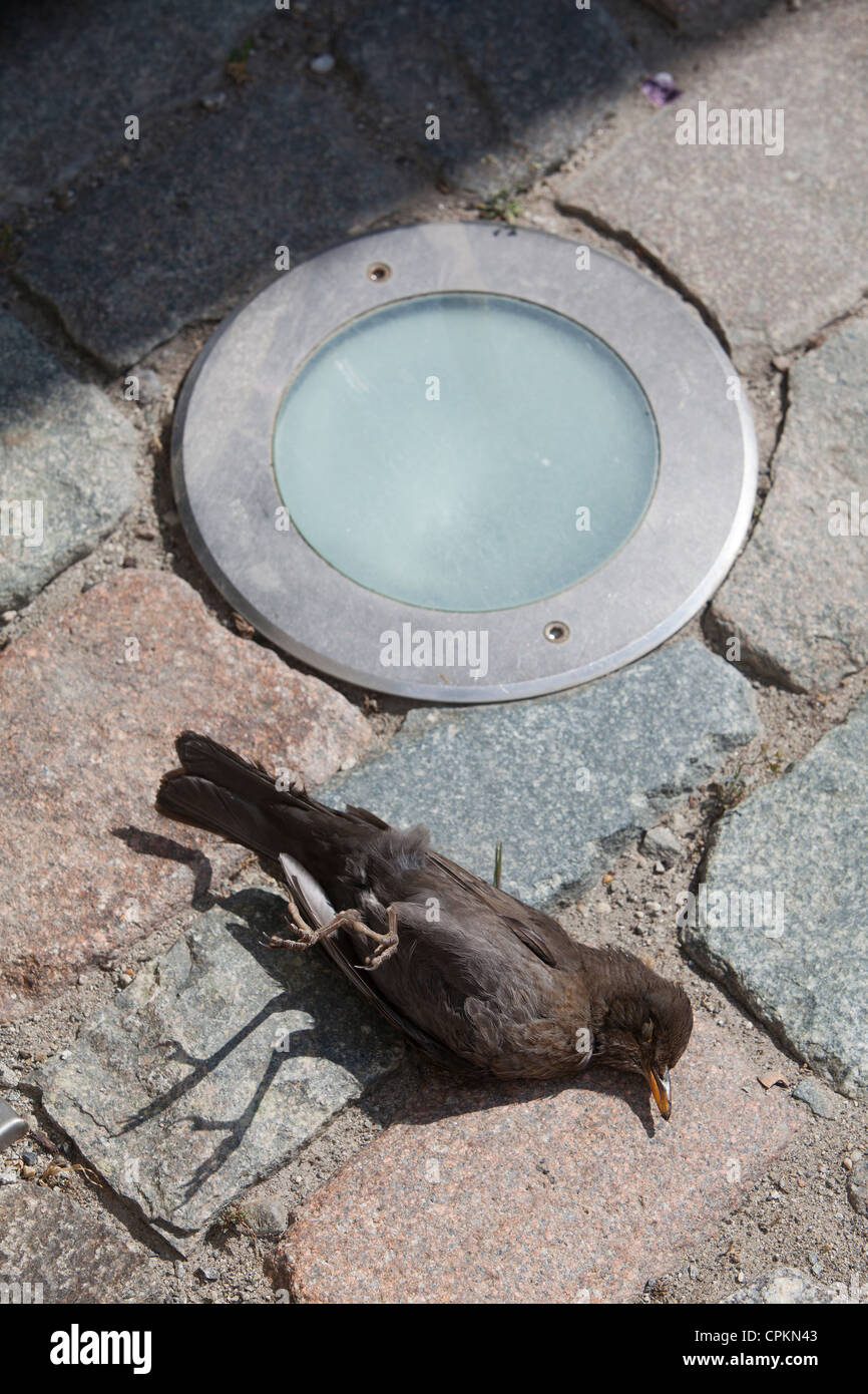 Dead Bird And Cat High Resolution Stock Photography and Images - Alamy