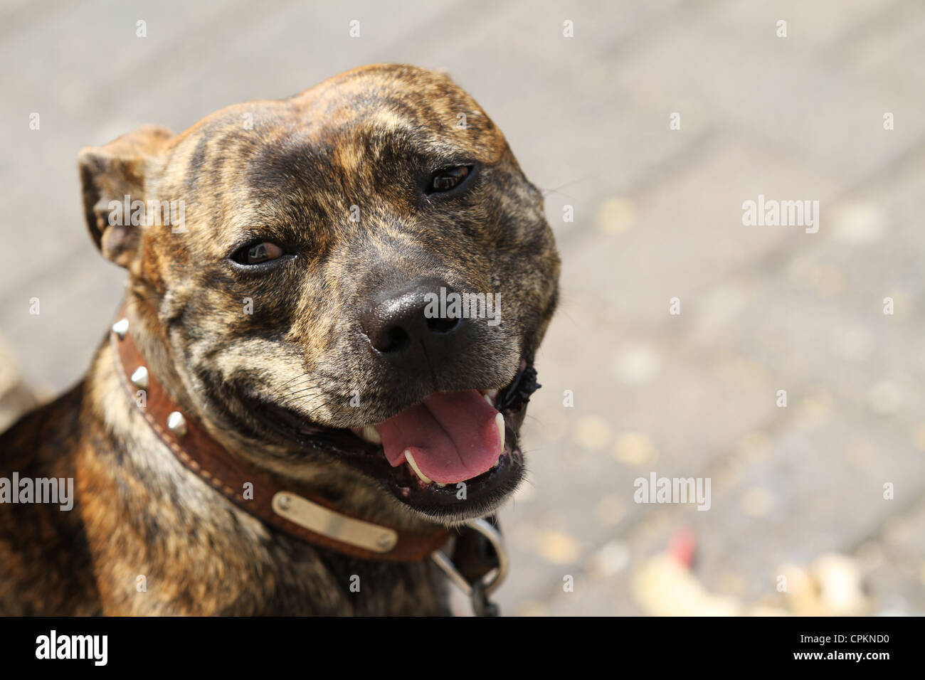 Staffordshire Bull Terrier Staffie Dog Stock Photo - Alamy