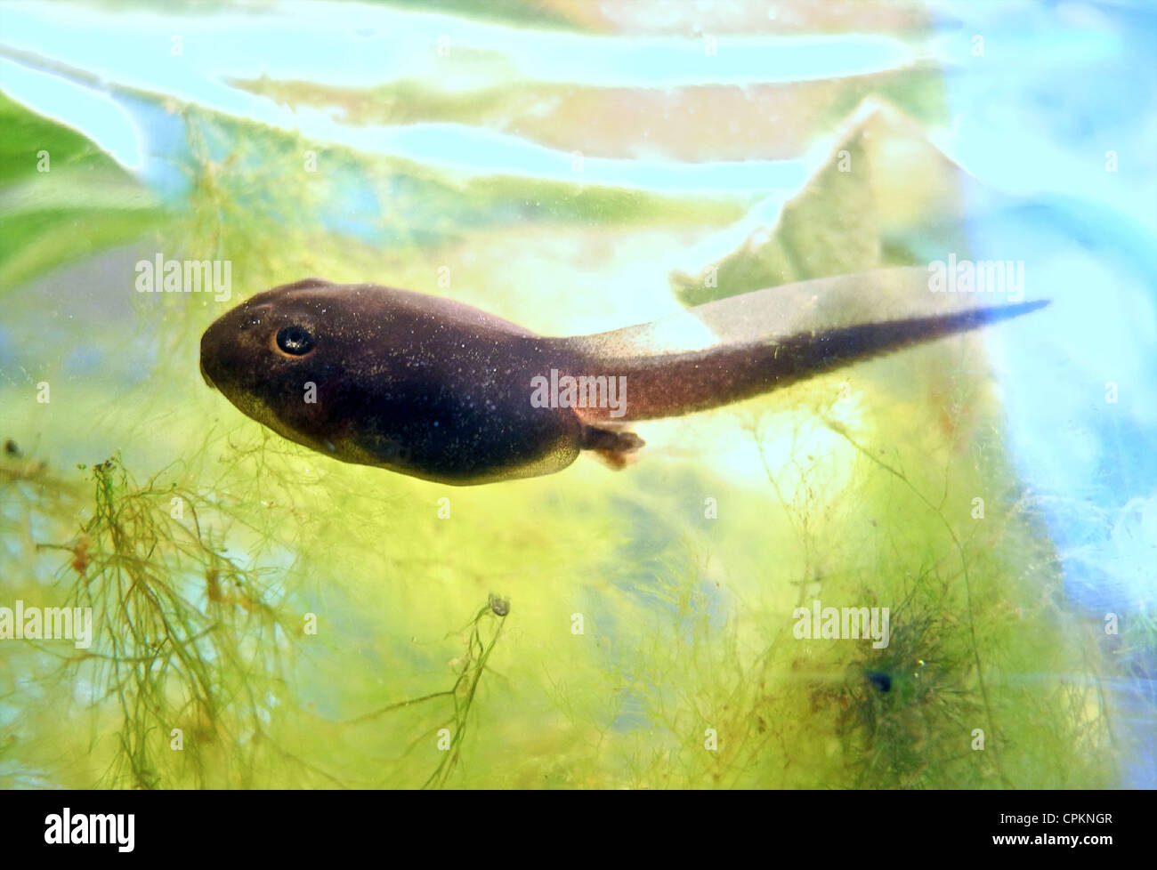 Tadpoles hi-res stock photography and images - Alamy