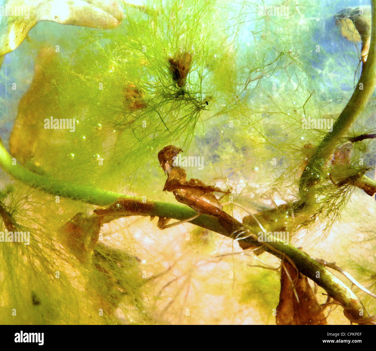 waterweed water weed under water Stock Photo - Alamy