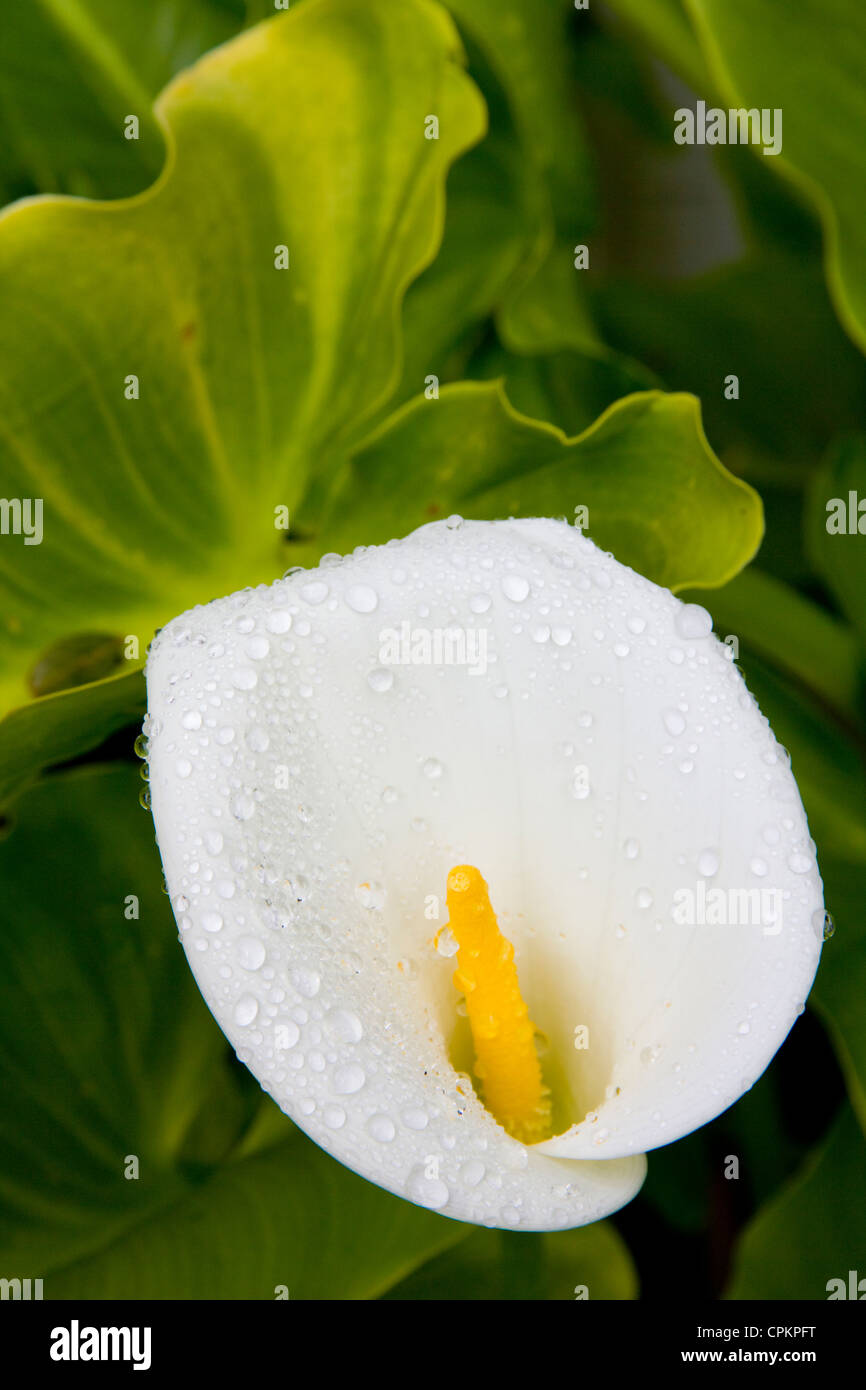 Lily calla hi-res stock photography and images - Alamy