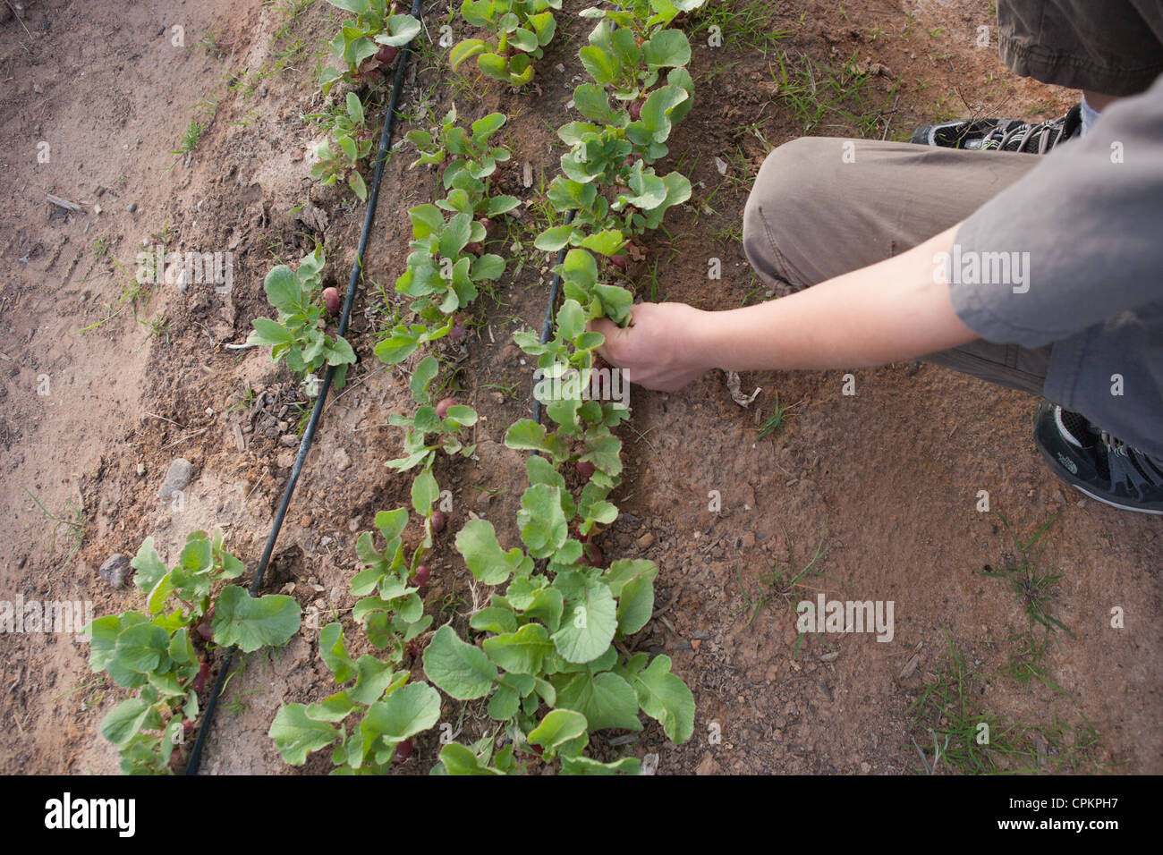Child pulling out a radish from small garden Stock Photo - Alamy