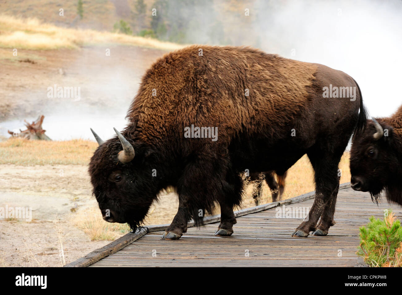 American Bison (Bison bison) Crossing boardwalk Yellowstone National ...