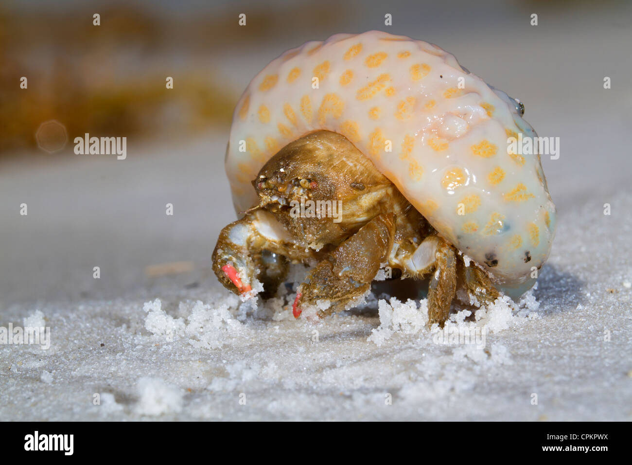 Shellback crab (Hypoconcha arcuata) using a coral as a cover (Panama ...