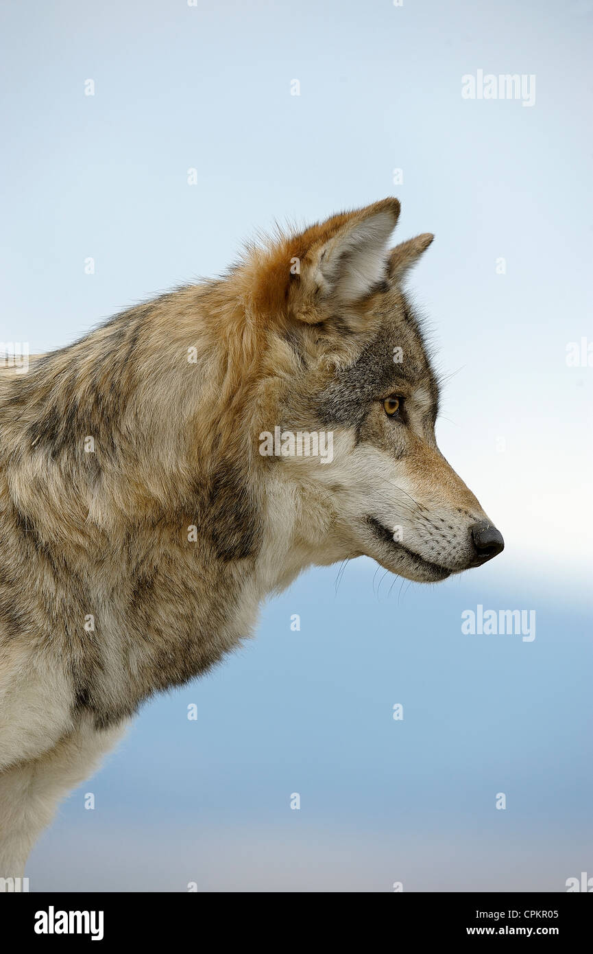 Gray/grey/timber wolf (Canis lupus)- captive, Bozeman, Montana, USA ...