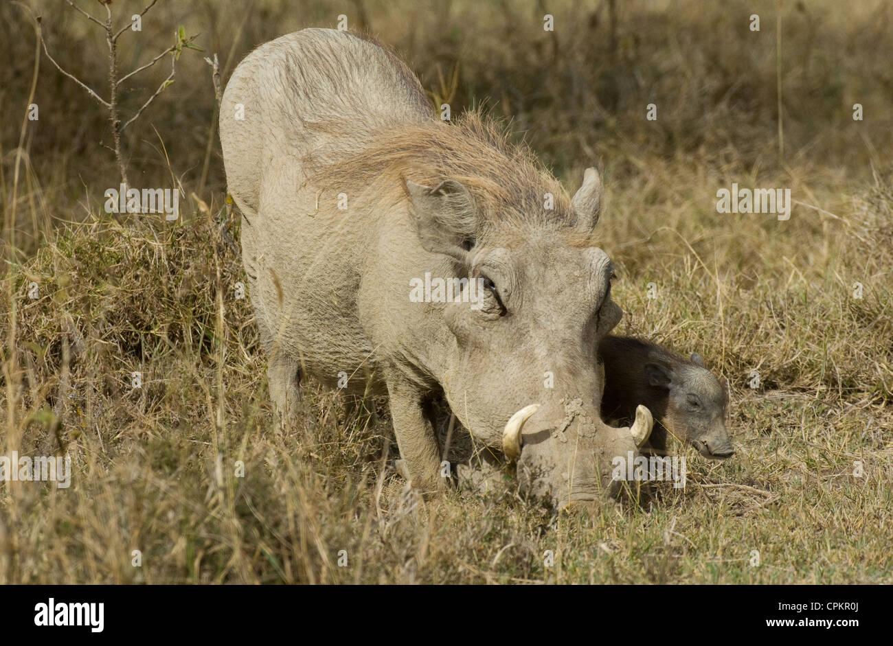 Baby warthog hi-res stock photography and images - Alamy