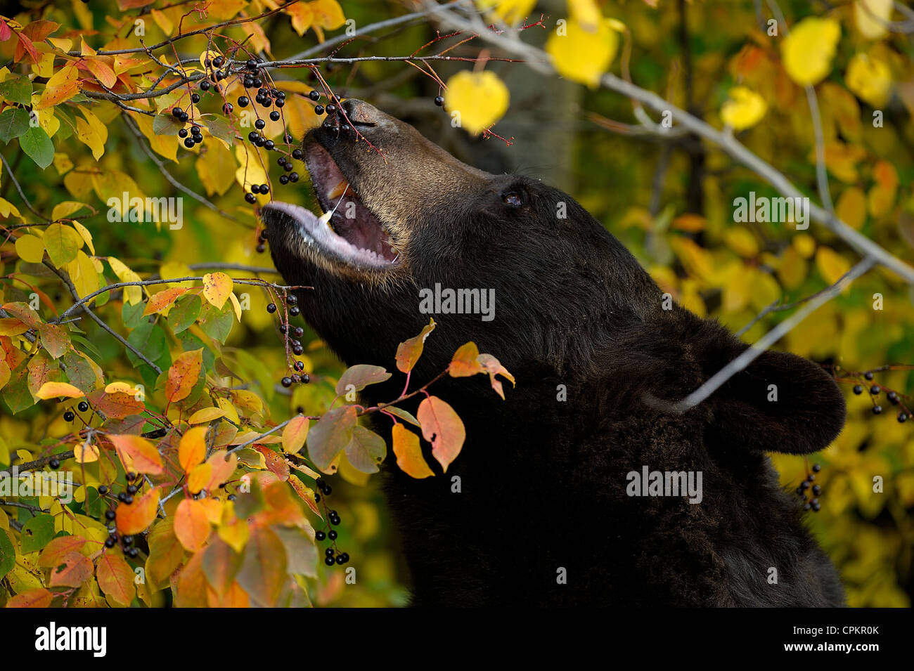 American Black Bear Eating
