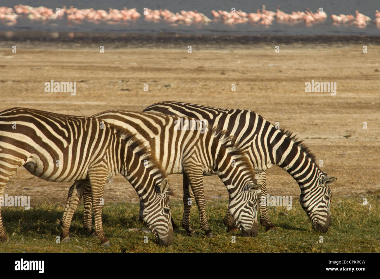Grazing flamingos hi-res stock photography and images - Alamy