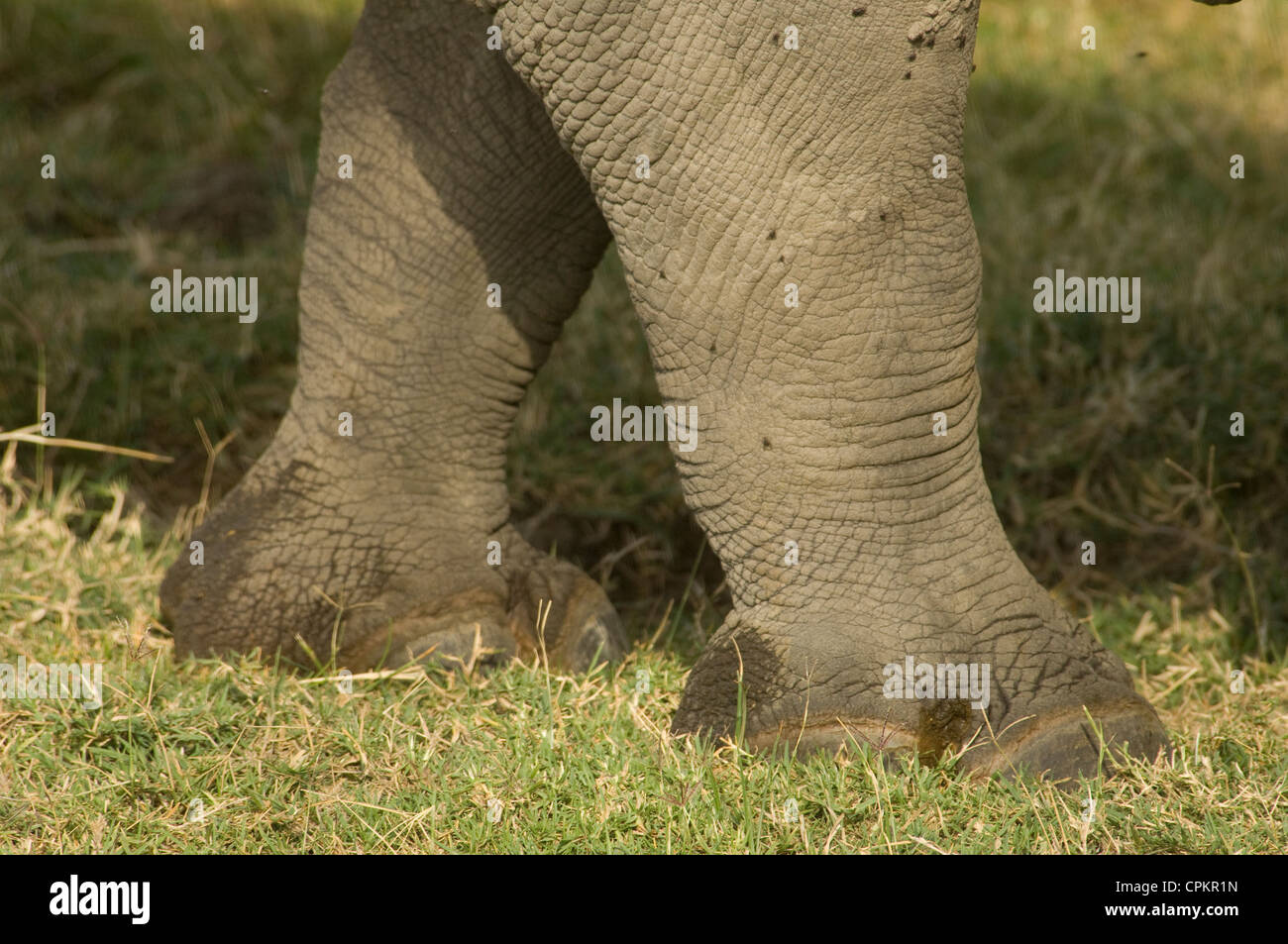 White rhino feet hi-res stock photography and images - Alamy