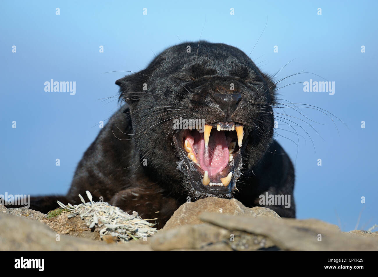 Black leopard hi-res stock photography and images - Alamy