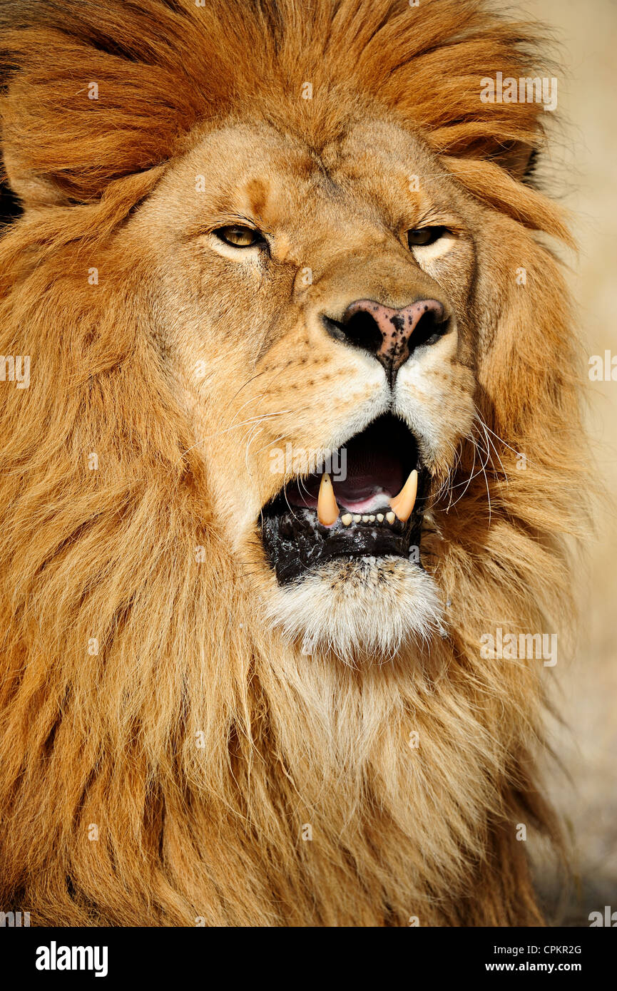 Barbary lion hi-res stock photography and images - Alamy