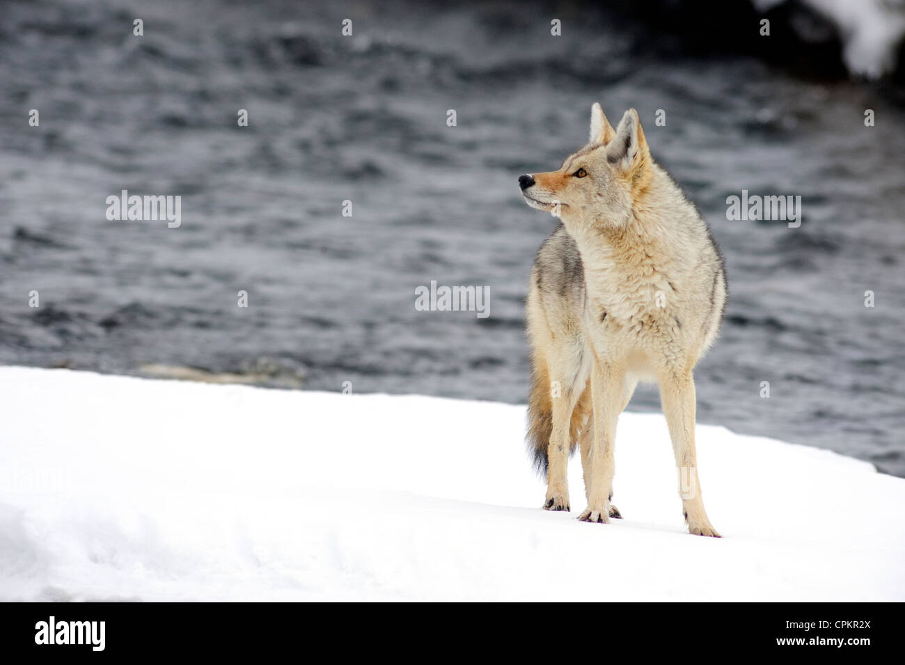 Coyotes in their habitat hi-res stock photography and images - Alamy