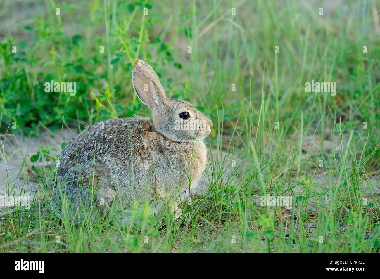 Nuttall's cottontail (Sylvilagus nuttallii) Badlands National Park ...