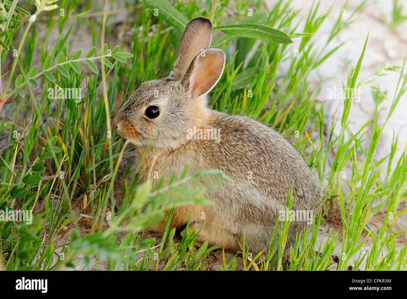 Sylvilagus Nuttallii