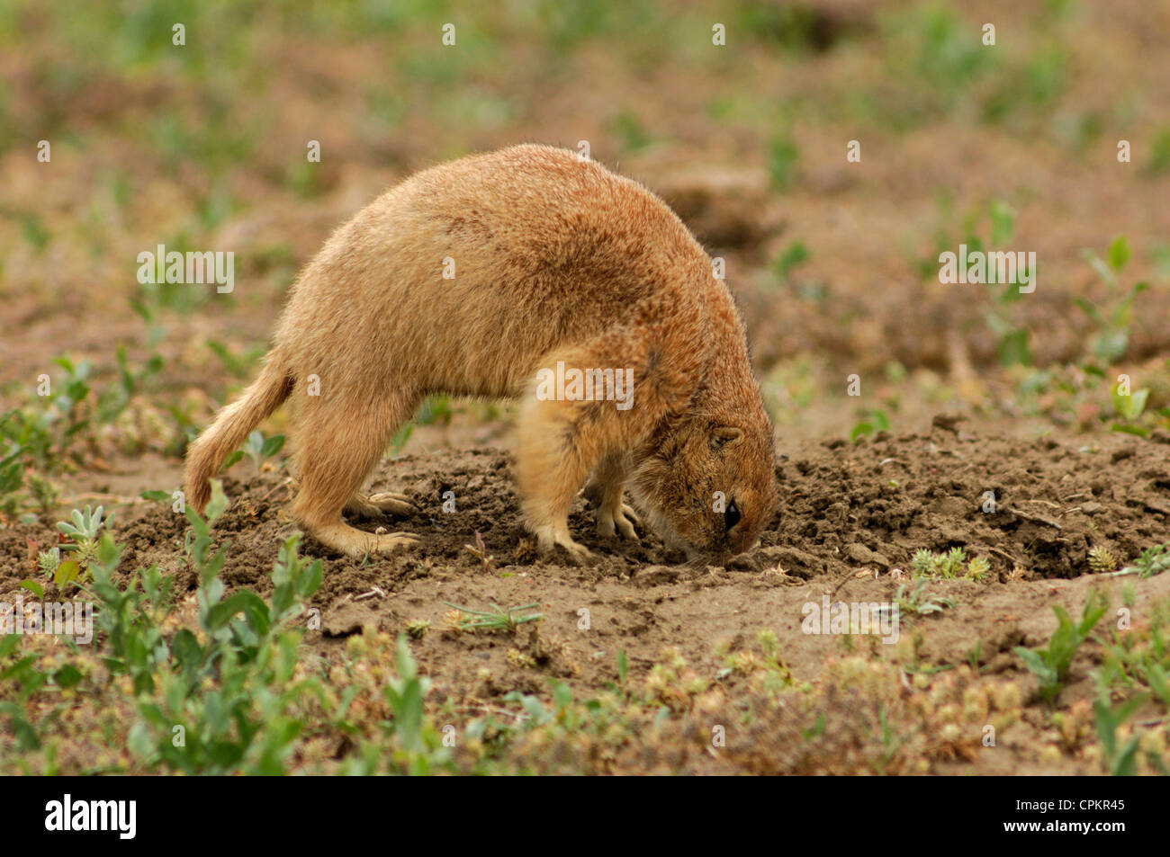 Black-tailed prairie dog (Cynomys ludovicianus) digging Theodore ...