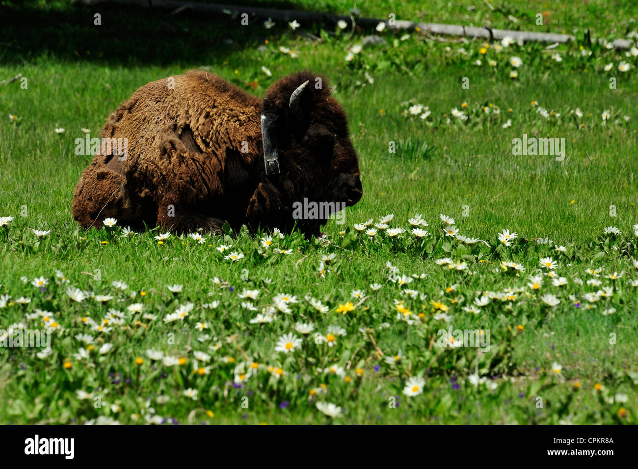 American bison (Bison bison) in field of white mule-ears flowers ...
