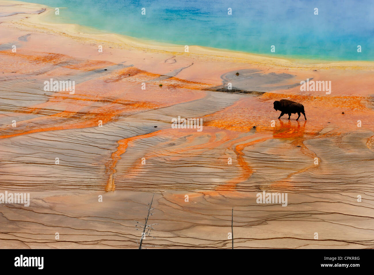 Grand prismatic spring bison hi-res stock photography and images - Alamy