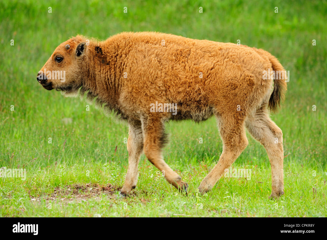 American bison (Bison bison) Spring calves, Yellowstone National Park ...