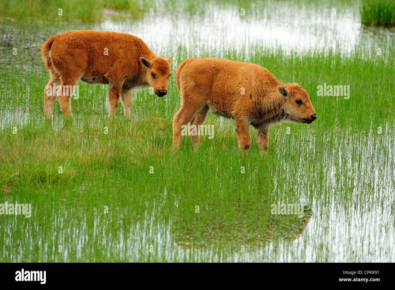 American bison (Bison bison) Spring calves, Yellowstone National Park ...