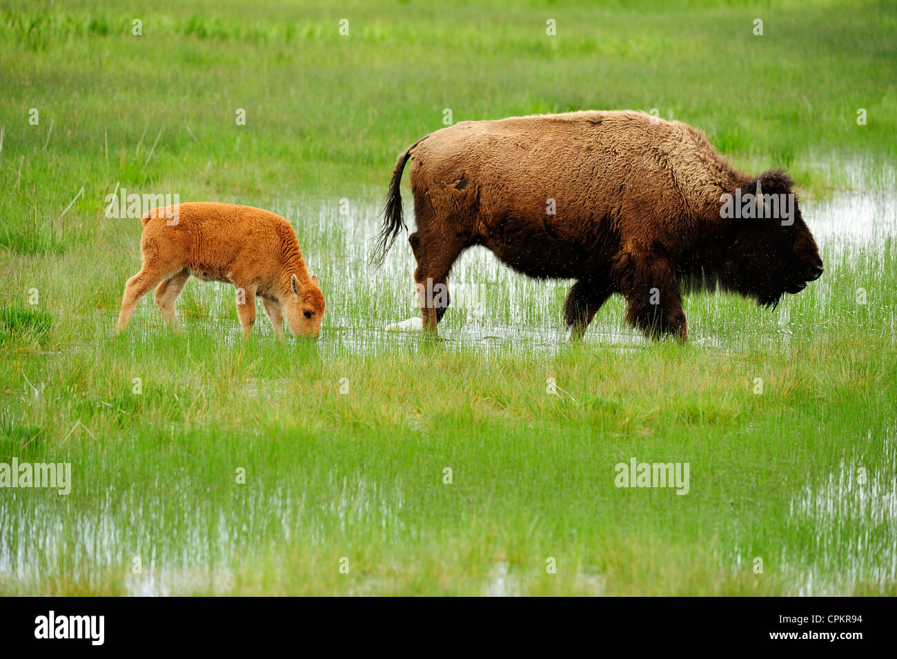 American bison (Bison bison) Spring calf and mother, Yellowstone ...
