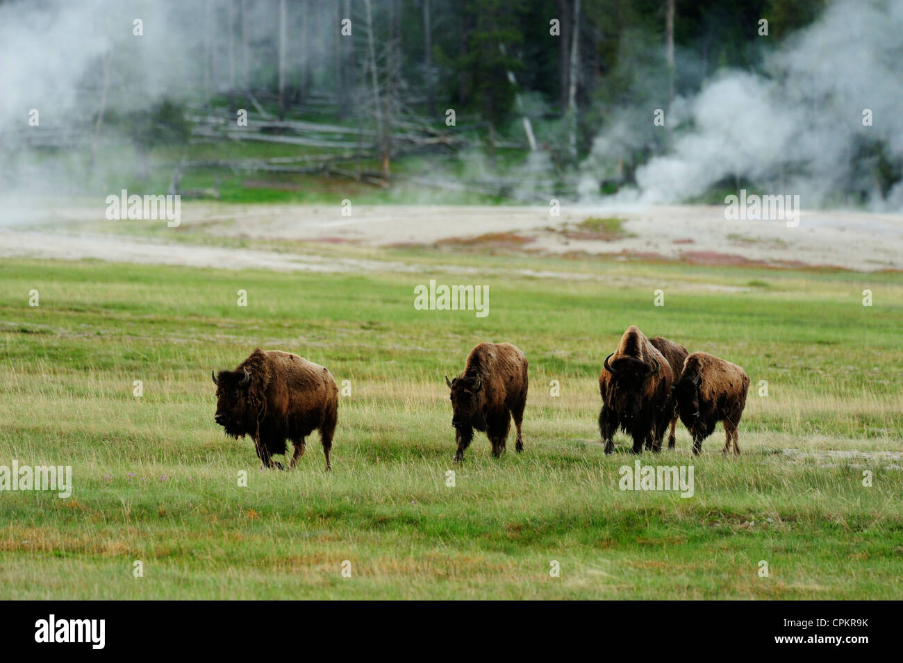 Bison Bison Herd Walking High Resolution Stock Photography and Images ...