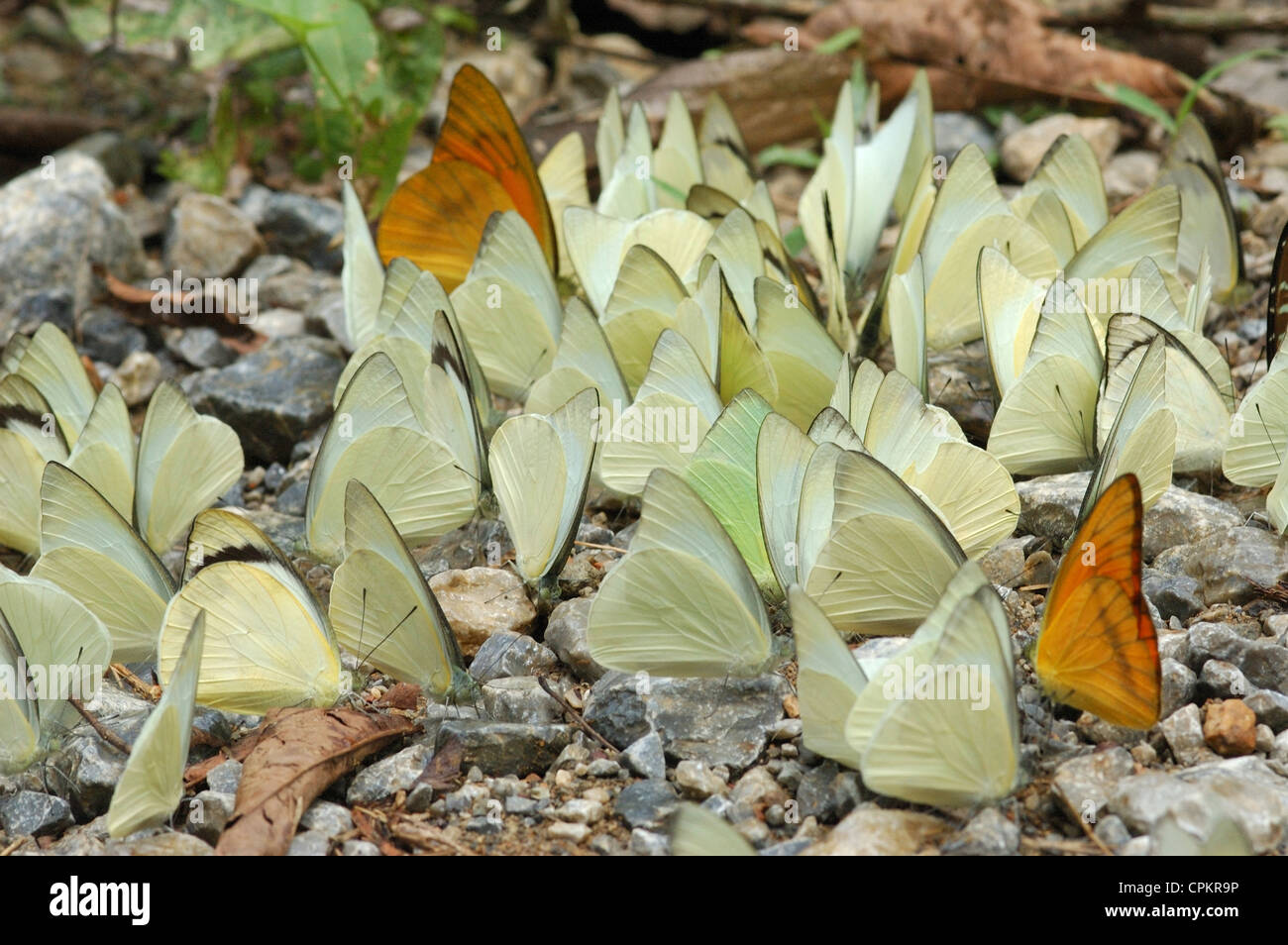 A swarm of Common and Orange Albatross Butterflies(Appias albina ...