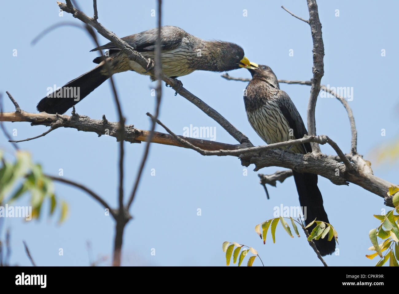 Western Grey Plantain-eater (Crinifer piscator) passing food to his ...